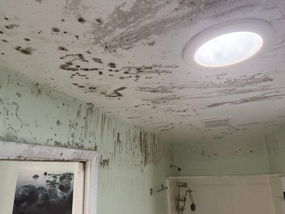 Mold vs. Mildew: How to Tell the Difference and What to Do About It ...