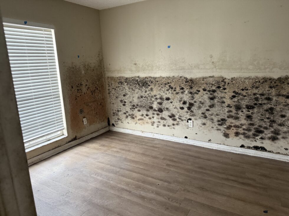 6 Clear Signs of Black Mold in Your Tampa Bay Area Home - Mold Experts USA